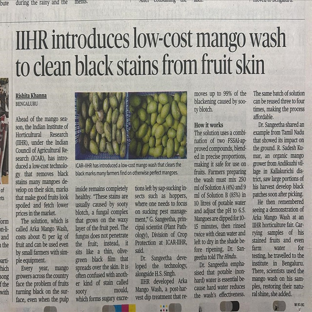 IIHR introduces low-cost mango wash to clean black stains from fruit ...