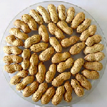 Groundnut | ICAR