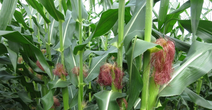 Maize | ICAR