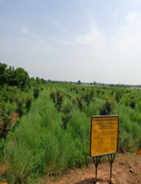 Fodder Production | ICAR