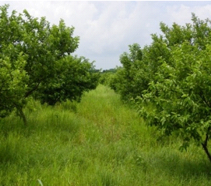 Fodder Production | ICAR