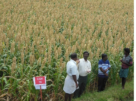 Millets | ICAR