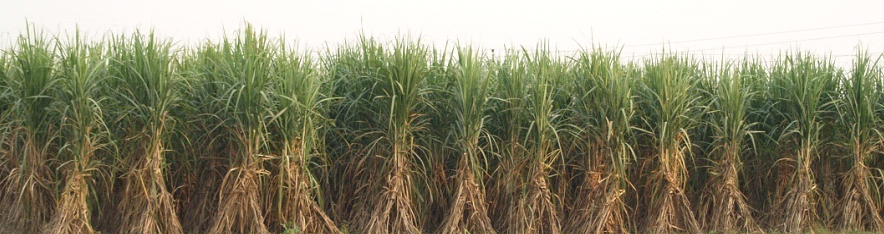 Millets | ICAR