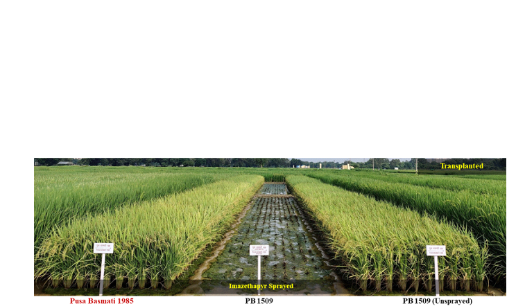 World’s Second Largest gene Bank | ICAR