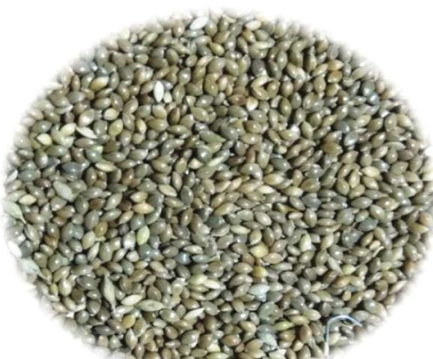 Millets | ICAR