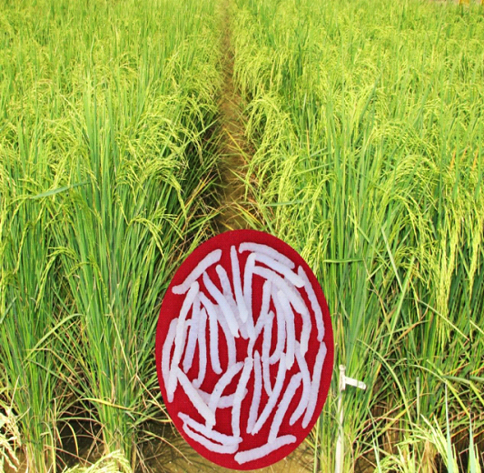 Basmati Rice Varieties | ICAR